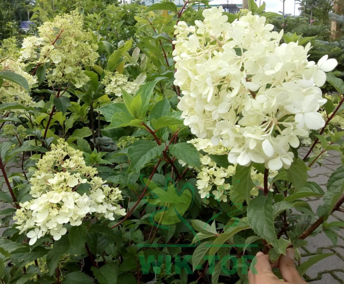 Hortensja bukietowa Sundae Fraise Hydrangea paniculata - Ogrodniczy ...